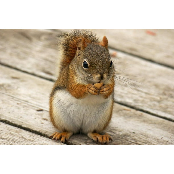 Time for a Snack Cute Squirrel Eating a Nut Acorn Nature Wild Animal ...