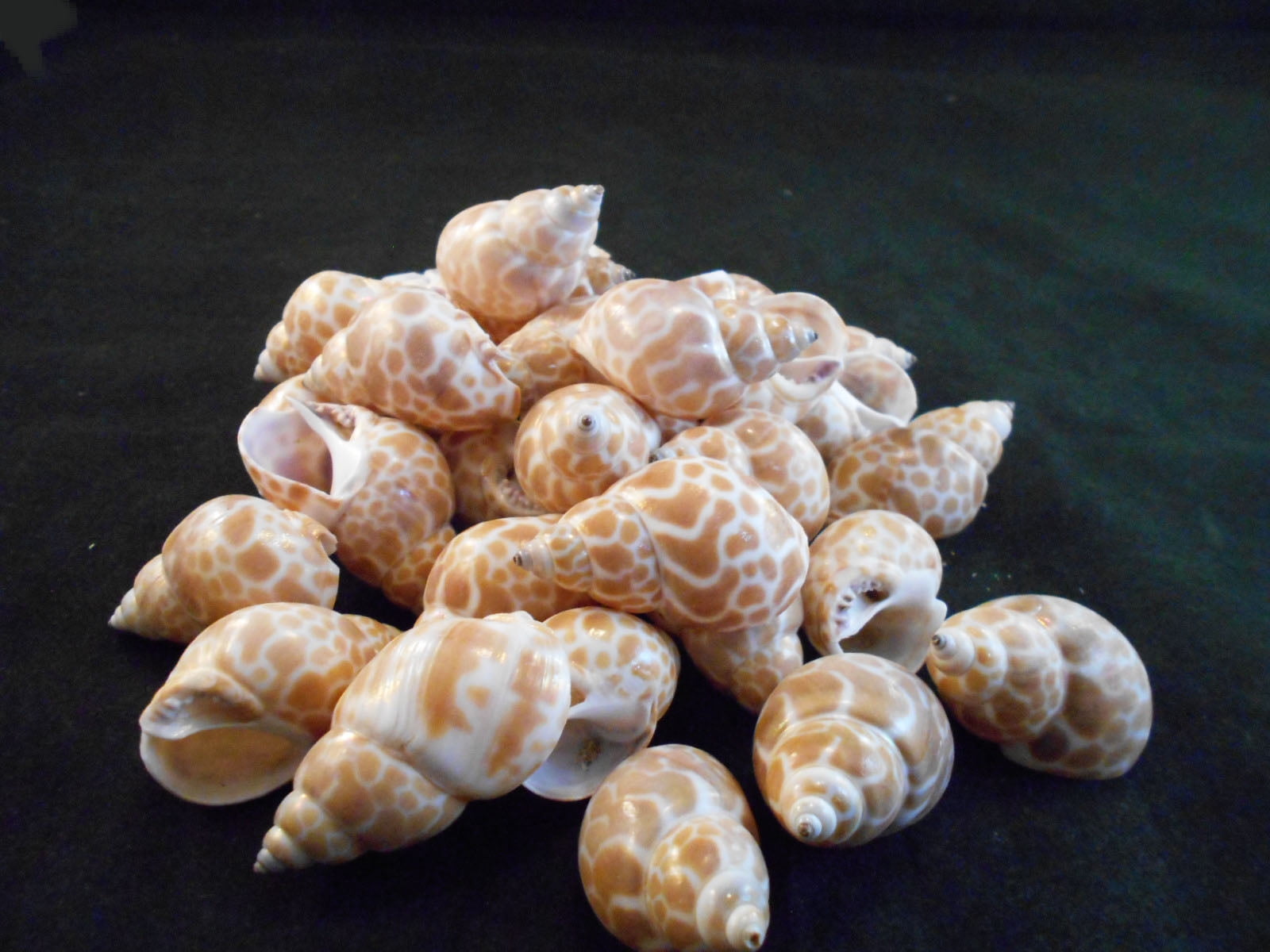 Set of 24 Babylon Shells (Babylonia Japonica) 1 1/4 - 1 1/2" (32-38mm ...