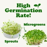 Clover Seeds, 1 Pound — Sproutable, Kosher, Raw, Vegan — by Food to ...