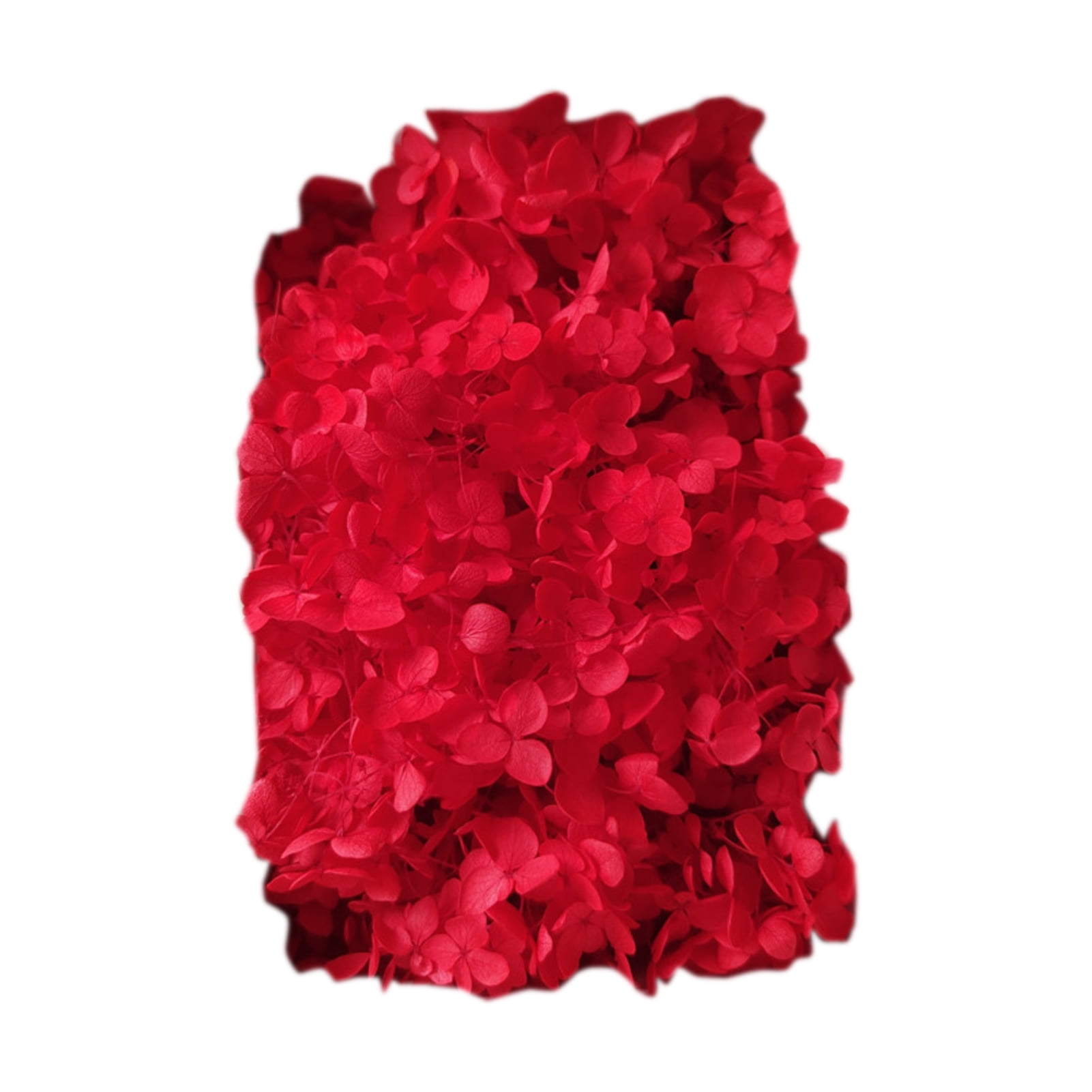 Waroomhouse 20g/Box Dried Flowers No Watering Decorative Fresh-keeping ...