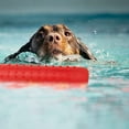 Dog Float Toy - Interactive Training Bumper & Fetching Dog Retrieving ...