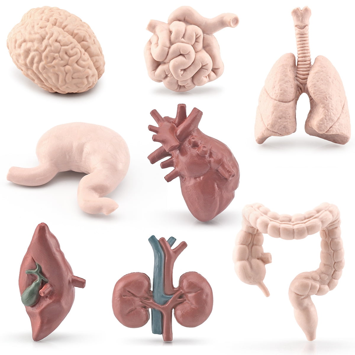 Niyofa Human Body Organs Model Educational Organs Anatomy Model with ...