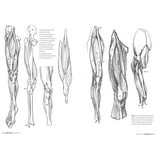 Morpho: Anatomy for Artists Morpho: Anatomy for Artists, Book 1 ...