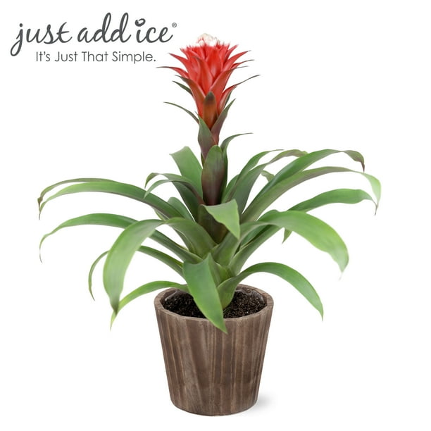 Just Add Ice 15-17" Red Guzmania Hope Bromeliad Live Plant in 5" Moss ...