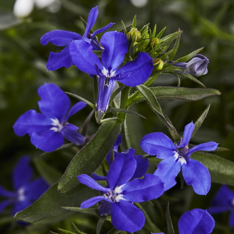 Lobelia Plant
