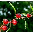 CZ Grain 50+ Red Roselle Seeds (Hibiscus sabdariffa) - Rare Planting ...