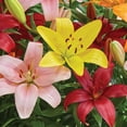 Expert Gardener Lily Bold Mix Set of 4 Dormant Bulbs Multi-Color ...