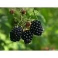 100 BLACKBERRY Fruit Bush Rubus Allegheniensis Seeds - Walmart.com
