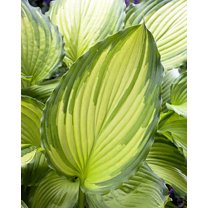 Hosta Dancing with Dragons - Hardy Shade Lover - Gallon Pot - New for ...