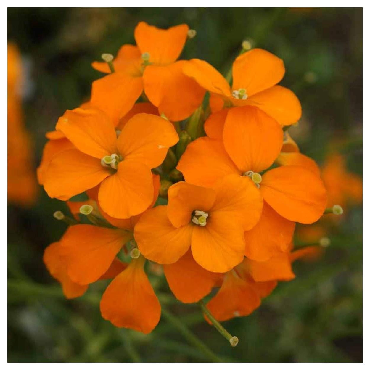 Siberian Wallflower