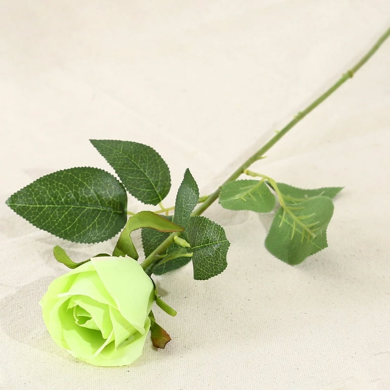 Beautiful Single Rose Flower Images | Best Flower Site