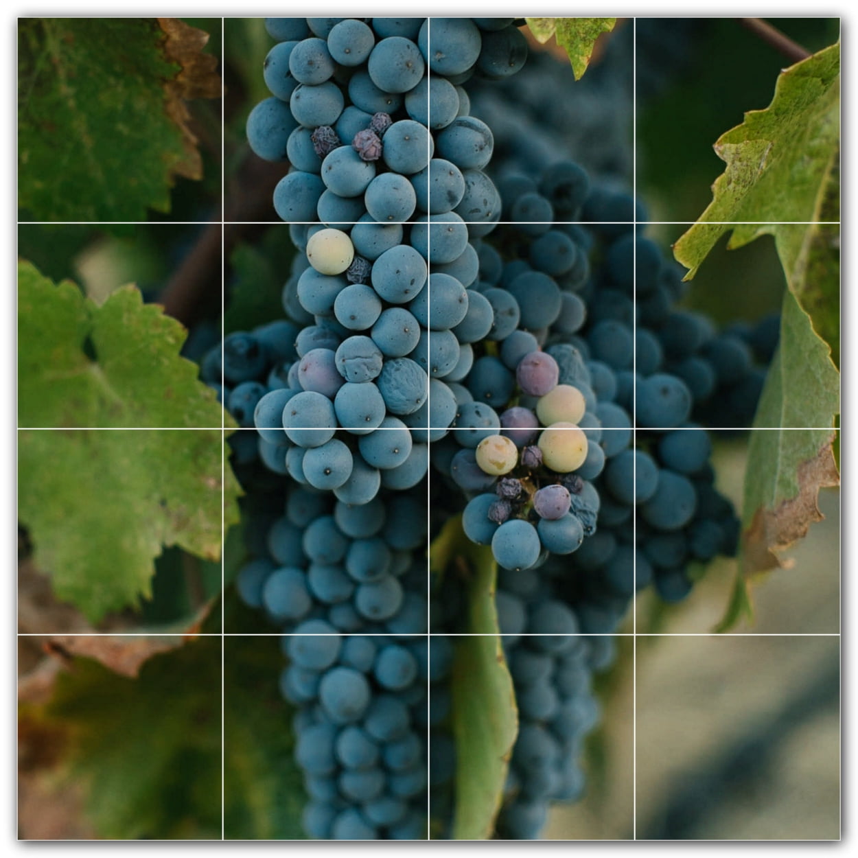 Picture-Tiles.com: Wine Ceramic Tile Wall Mural WAL501206-44XL. 48"W x ...