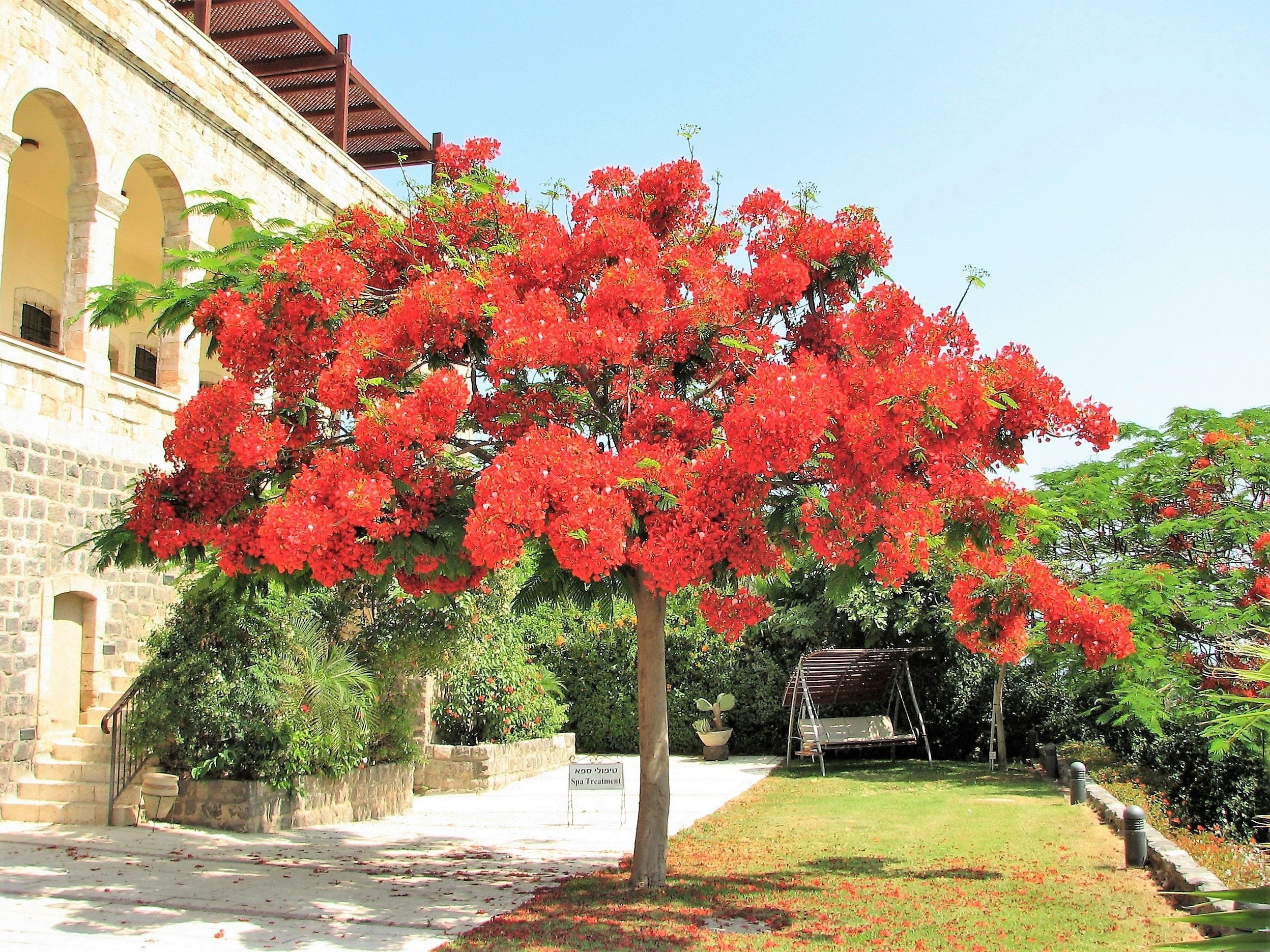 Flamboyant Tree Flower