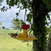 Songbird Essentials Ant Moat for Hummingbird Feeders Nectar Protector ...