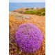 40 CONEHEAD THYME Thymus Capitatus syn. Thymbra Capitata Mediterranean ...