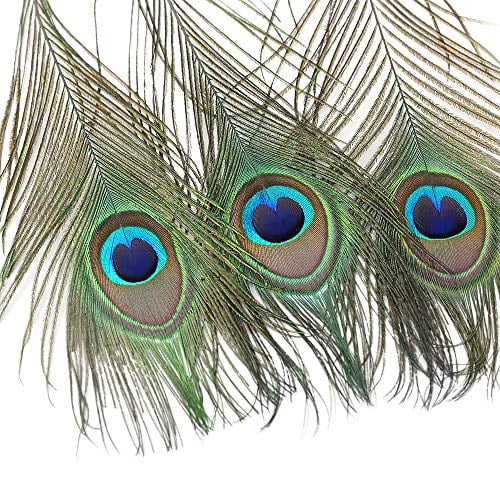 Peacock Feather Eye Drawing