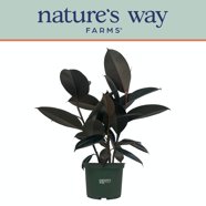 Nature's Way Farms Dracaena Marginata Magenta Live Plant for Indoor ...