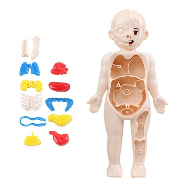 Human Heart Toy