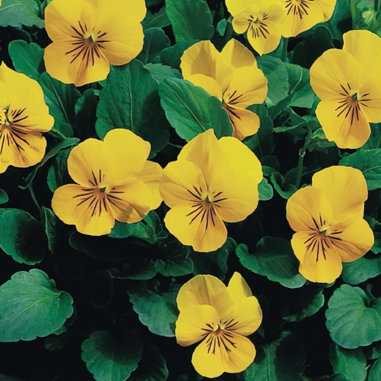 Yellow Viola Flower