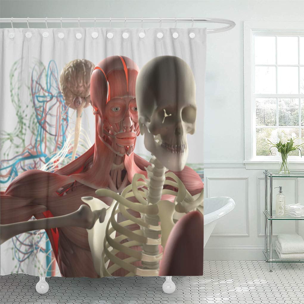 KSADK Human Anatomy Exploded View Deconstructed Showing Separate Parts ...
