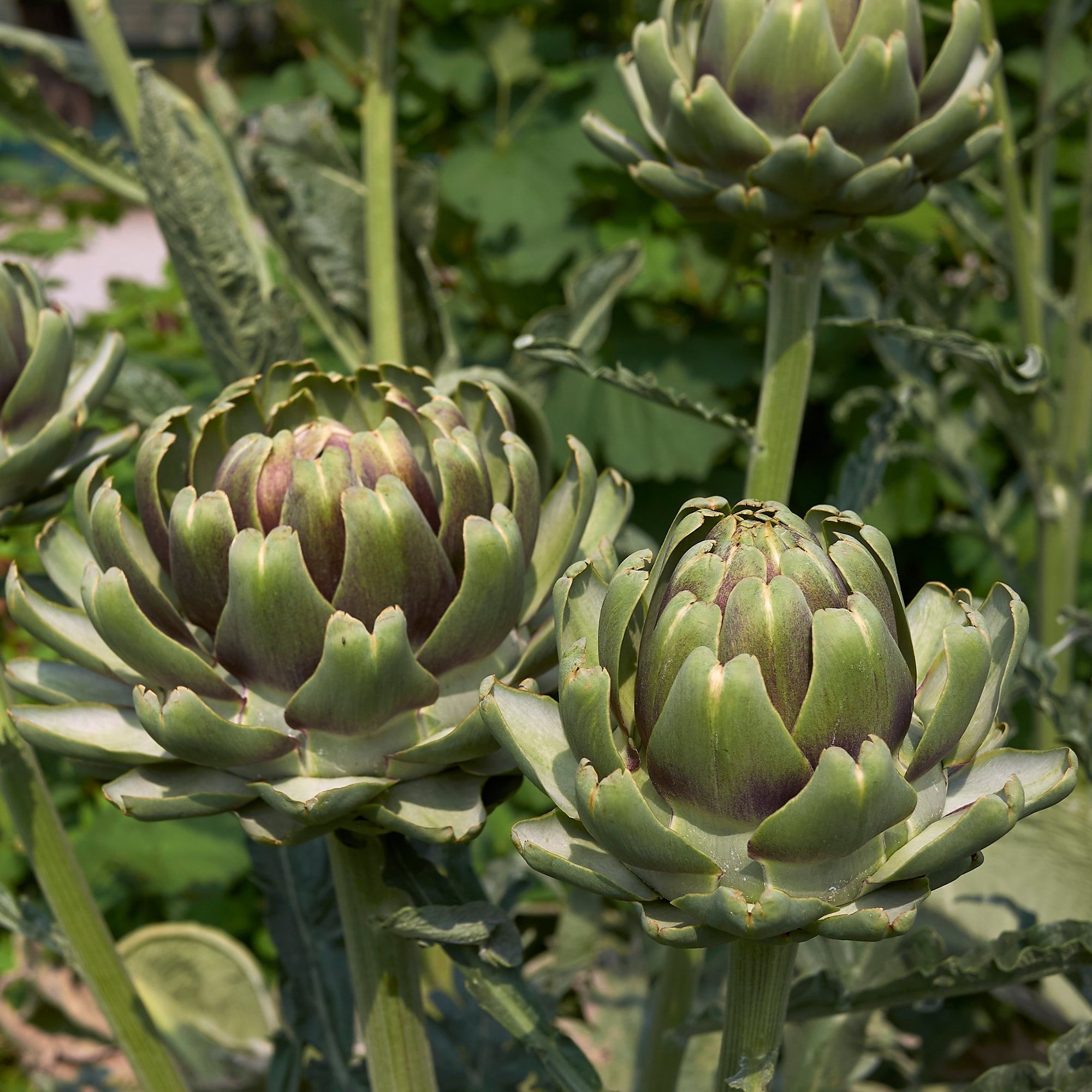 Ivory White Cardoon Seeds - 4 Oz ~2000 Seeds - Non-GMO, Heirloom ...