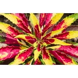 150 TRICOLOR AMARANTHUS PERFECTA Summer Poinsettia Amaranth Flower ...