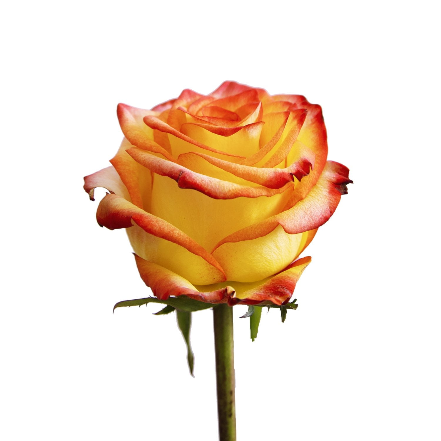Bicolor Yellow and Red Roses 50 cm Fresh Cut 50 Stems Size 50 cm 20 in