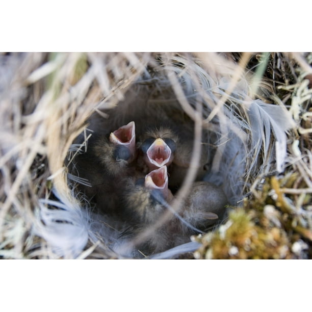 Closeup Of Lapland Longspur Chicks In Nest Begging For Food Area 1002 ...