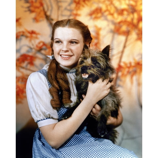 Wizard Oz Toto