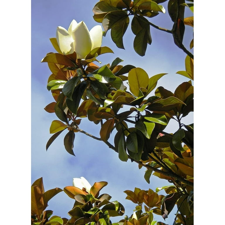 Southern Magnolia Branch