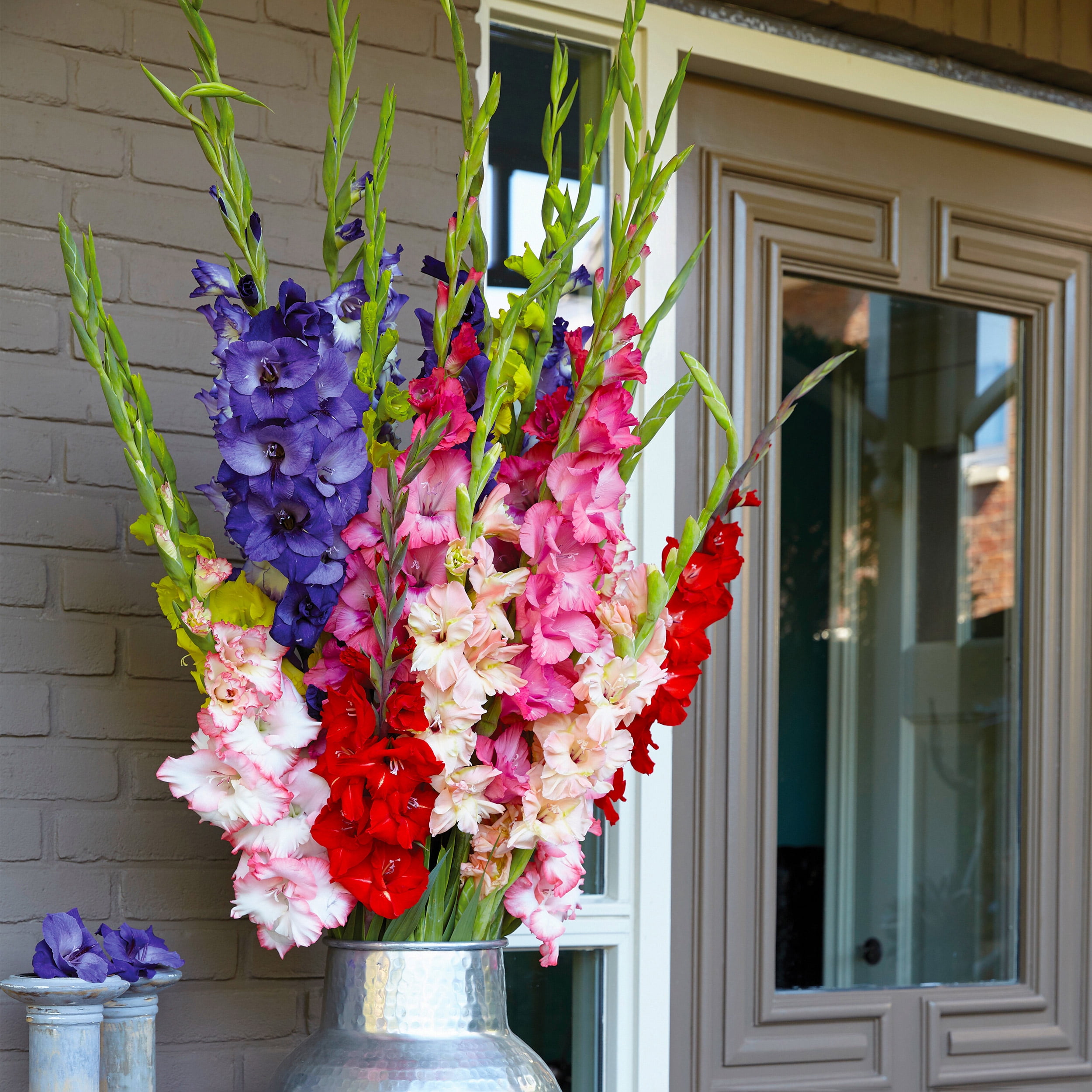 Gladiolus Flower Designs