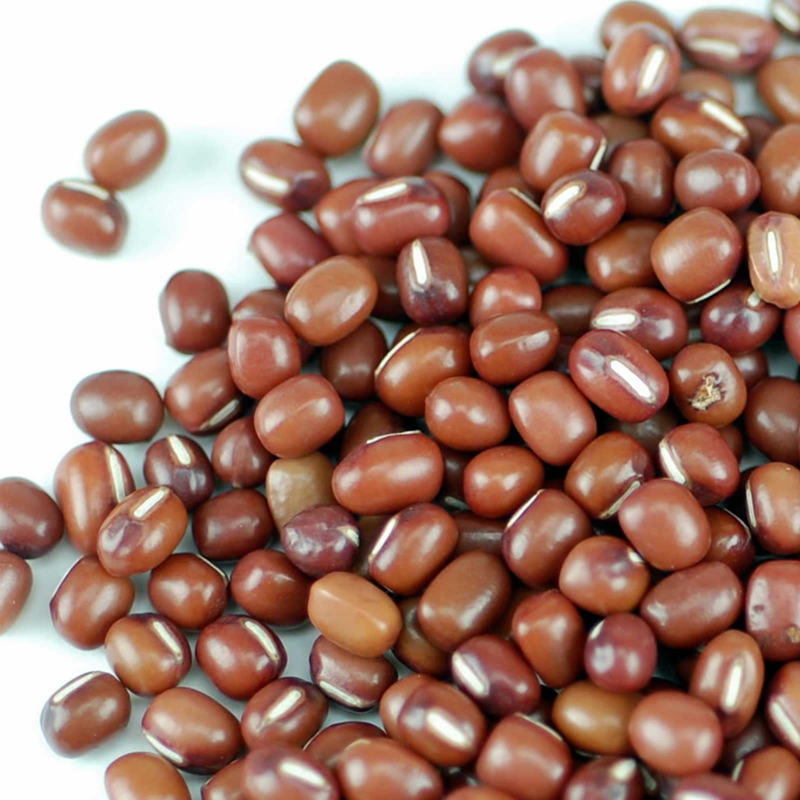 Adzuki Bean Sprouting Seeds - 15 g Packet ~125 Seeds - Organic, Non-GMO ...