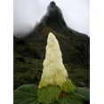 5 NOBLE RHUBARB Rheum Nobile Ornamental Sikkim Himalayan Glasshouse ...