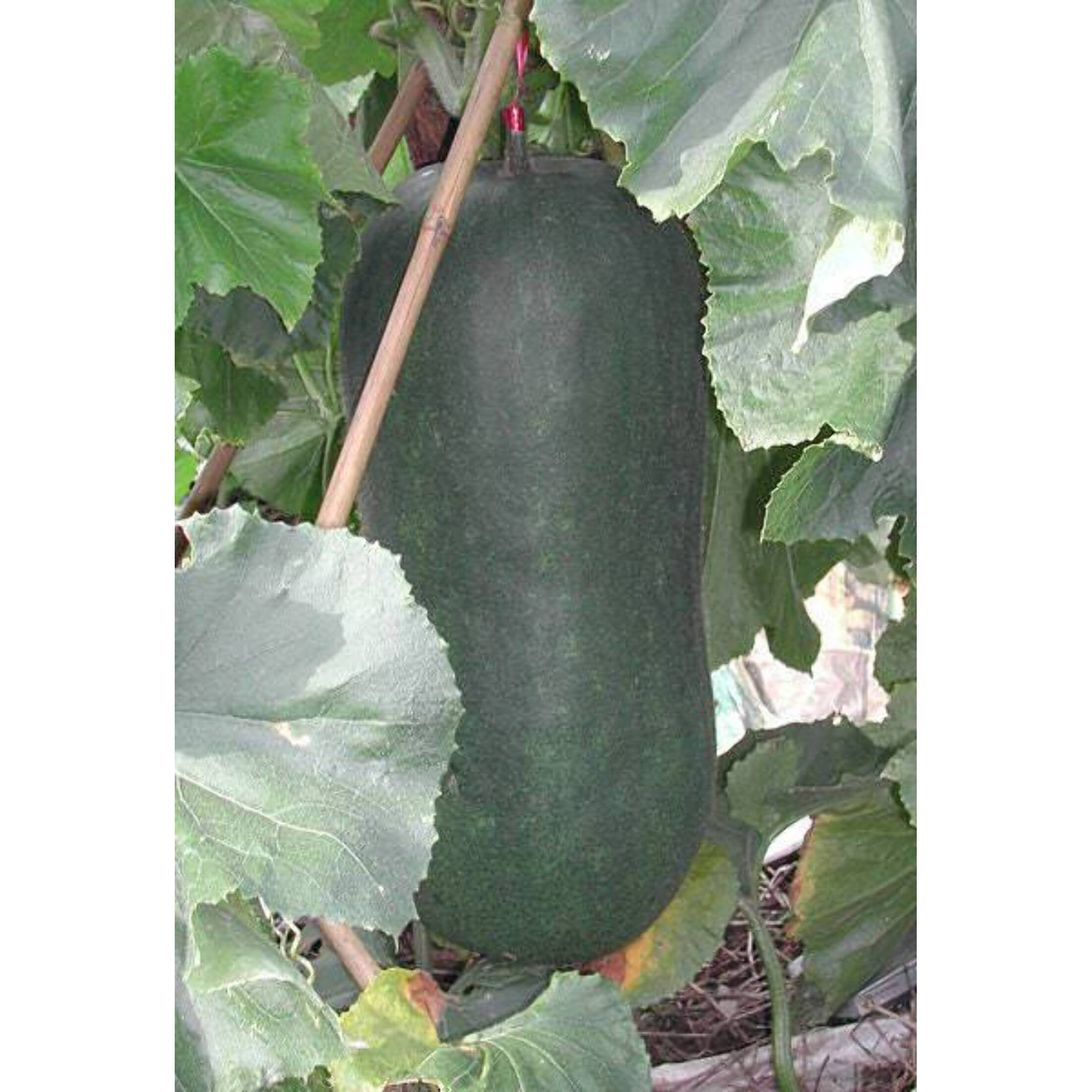 Click here for Seedville Usa 20 Wax Gourd Winter Melon White Ash... prices