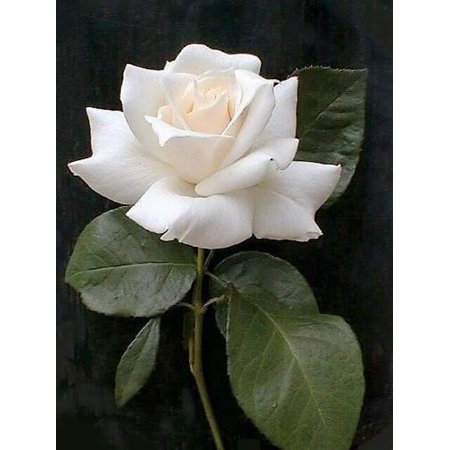 5 WHITE ROSE Rosa Bush Shrub Perennial Flower Seeds - Walmart.ca