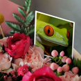 3drose, Red-eyed Tree Frog Resting on Yellow Bromeliad Flower Plant, 6 ...