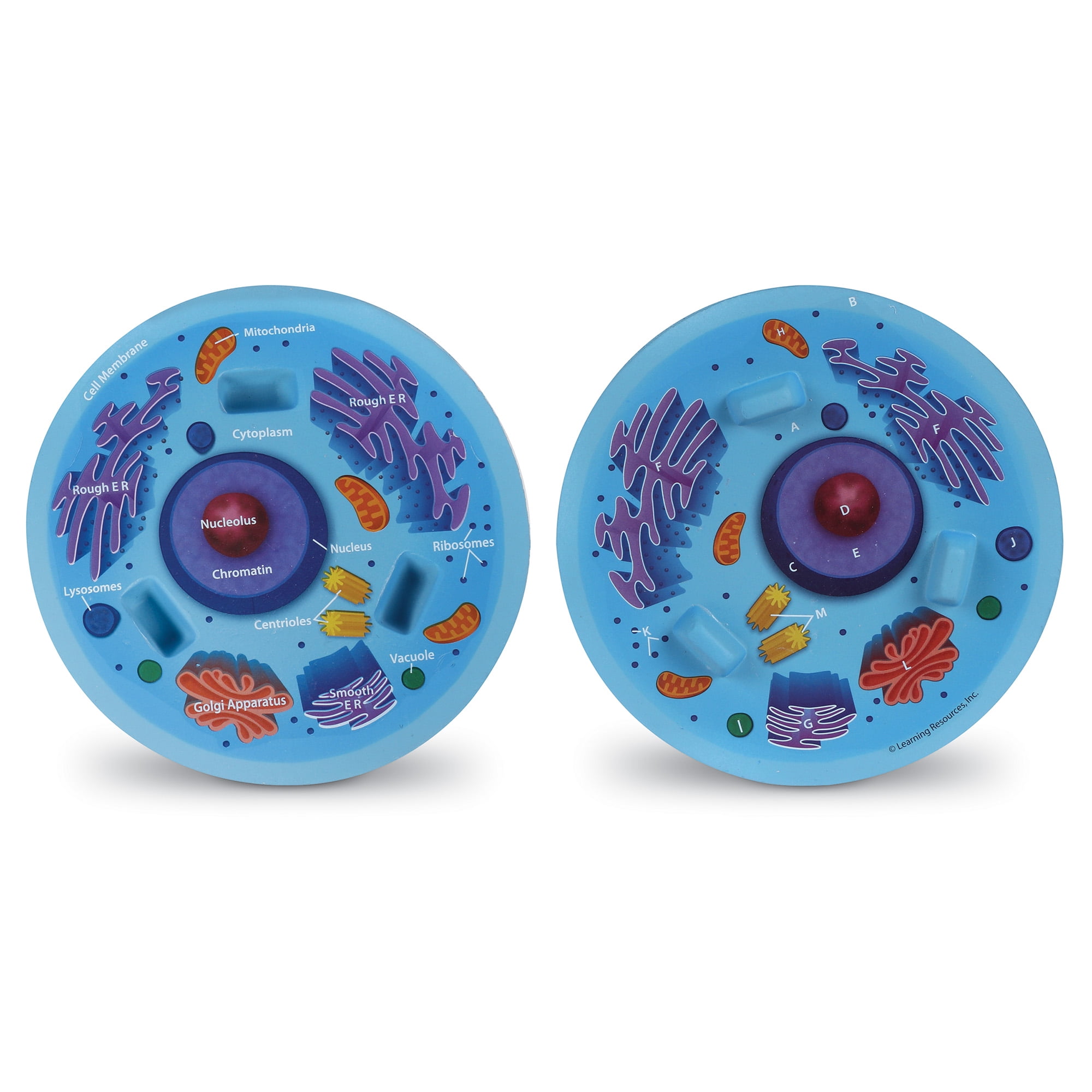 Chromatin In Animal Cell Model