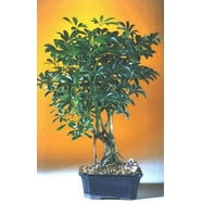 My First Bonsai Tree Kit plus Live Japanese Juniper Tree - Walmart.com