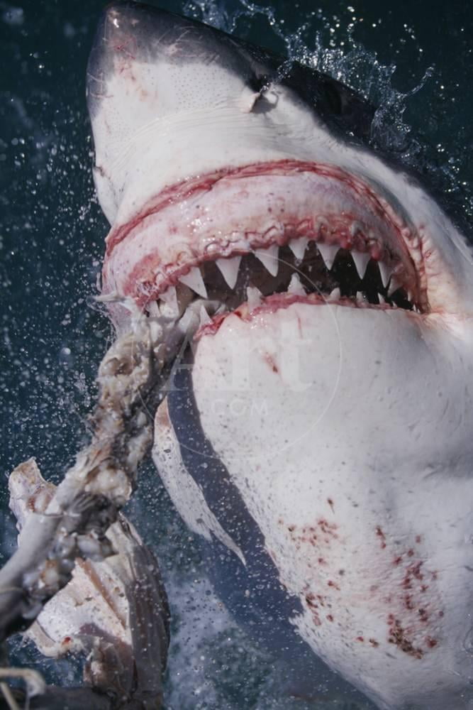 Great White Shark Biting Bait Line, Animals Unframed Photographic Print ...