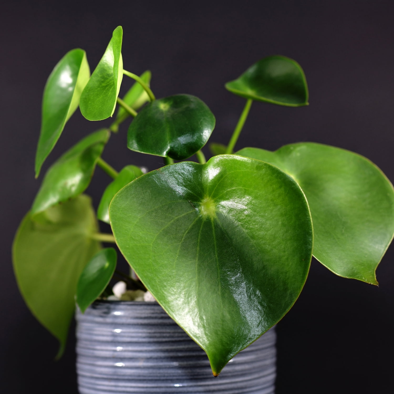 Raindrop Peperomia (Coin-leaf) Live Plant - Peperomia polybotrya ...