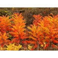30 FLAMELEAF SUMAC TREE Shining Dwarf Winged Rhus Schmaltzia Copallina ...