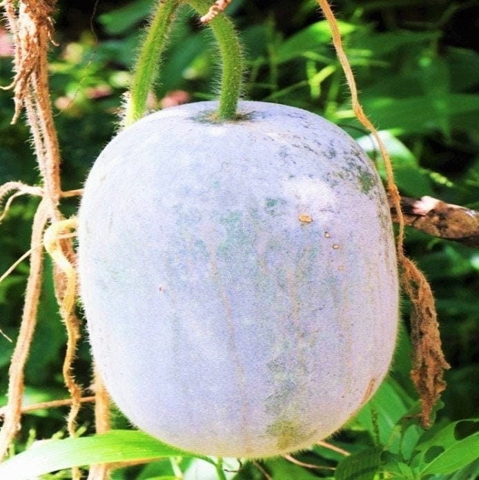 TomorrowSeeds - Giant White Skin Winter Melon Seeds - 10+ Count Packet - Ash Wax Gourd Chinese ...