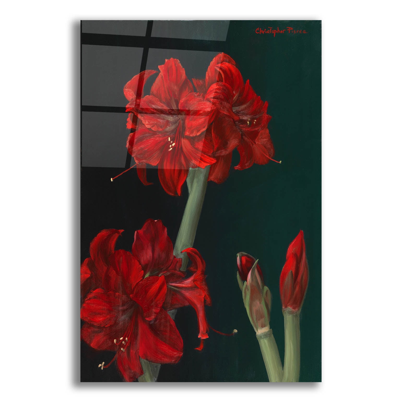 Epic Art 'Amaryllis Amigo' by Christopher Pierce, Acrylic Glass Wall ...