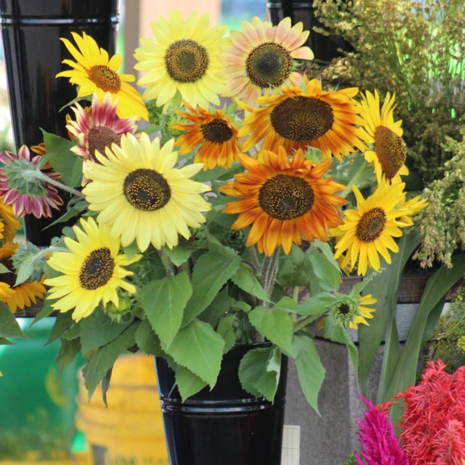 Sunflower Autumn Beauty Mixture Seed - NON-GMO - 250 Seeds - Walmart.com