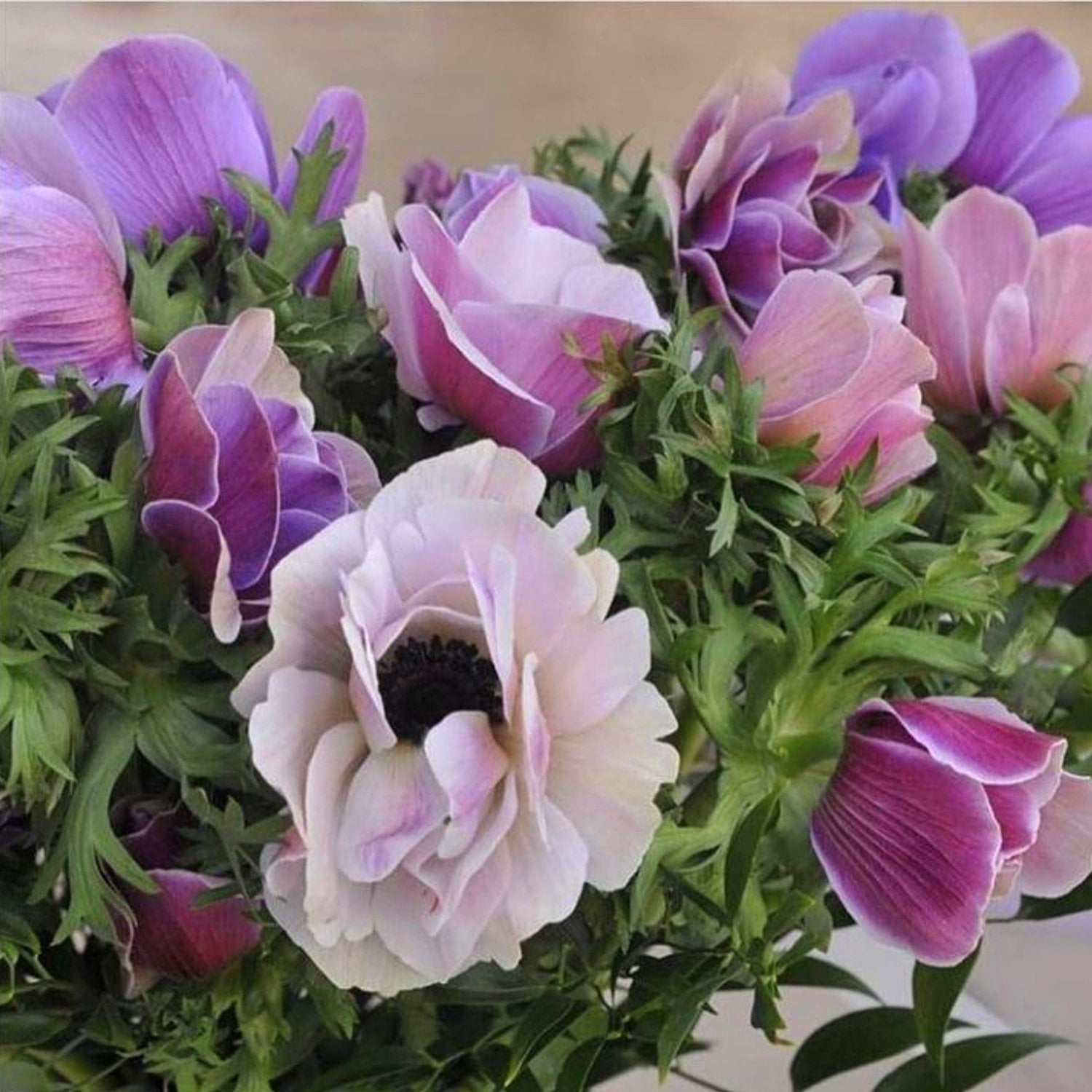 Italian Anemone Mistral Plus Rarity (10 Flower Bulbs) - Walmart.com