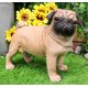 Ebros Large Realistic Fawn Pug Dog Statue 12"L Fine Pedigree Dog Breed ...