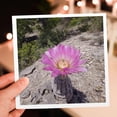 3drose, Lace Cactus Succulent Flower, Texas - Na02 Rnu0174 - Rolf ...