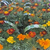 Expert Gardener (6 Pack) Marigolds Assorted Colors Live Plant Grower ...