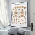 Anatomical Poster The Human Skeleton Posters Art Poster Canvas Painting ...