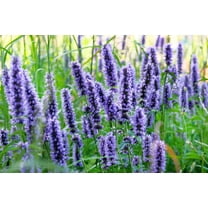 Seedville USA, 1000 True Blue Hyssop Seeds, Hyssopus Officinalis, Blue ...